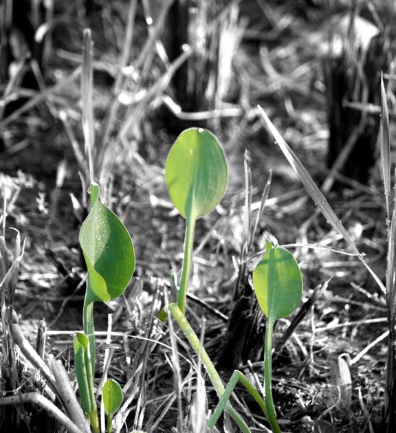 GEONATURE & CULTURE CORNER: GENJER