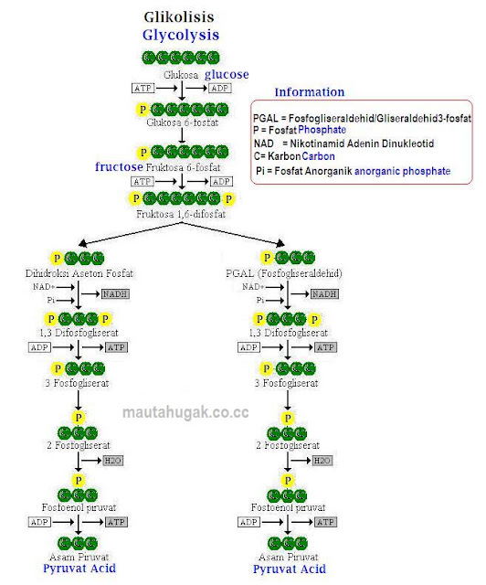 Macro Bio Student UMMY Solok: Metabolisme Sel (Cellular Metabolism)