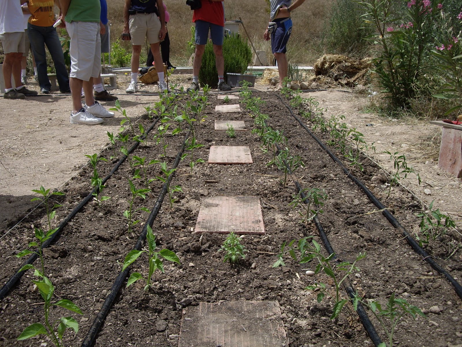 Tu Huerto Ecológico: - 01 TU HUERTO PASO A PASO