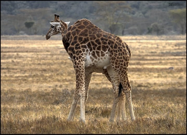 Rude Malaysians: World shortest giraffe