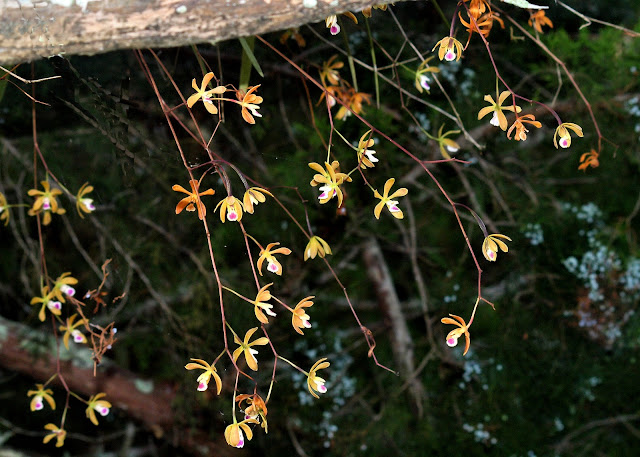 Postcards from Diane: Poached!