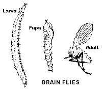 The Domestic Naturalist: Worms in My Washing Machine