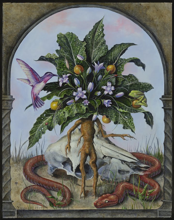 B.A.Vierling Painting: Mandragora officinarum