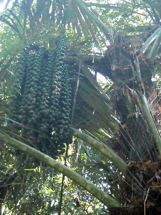 Another Mt. Makiling Hike | Noelizm