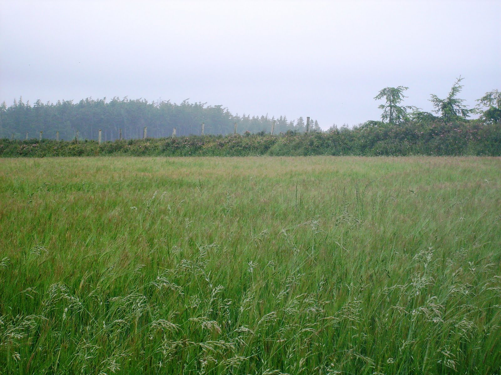 Ebey's Forever: Hedgerows