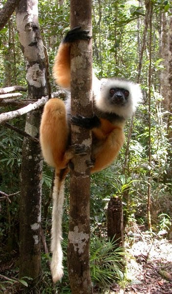 Laberinto en extinción: Sifaka diadema (Propithecus diadema)