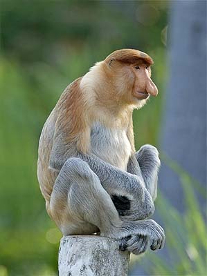 Laberinto en extinción: Mono narigudo (Nasalis larvatus)