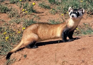 Laberinto en extinción: Turón patinegro (Mustela nigripes)