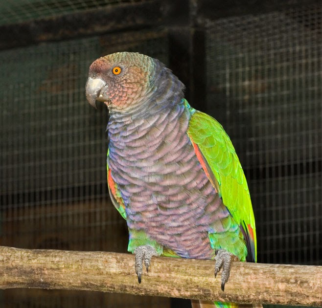 Laberinto en extinción: Amazona imperial (Amazona imperialis)
