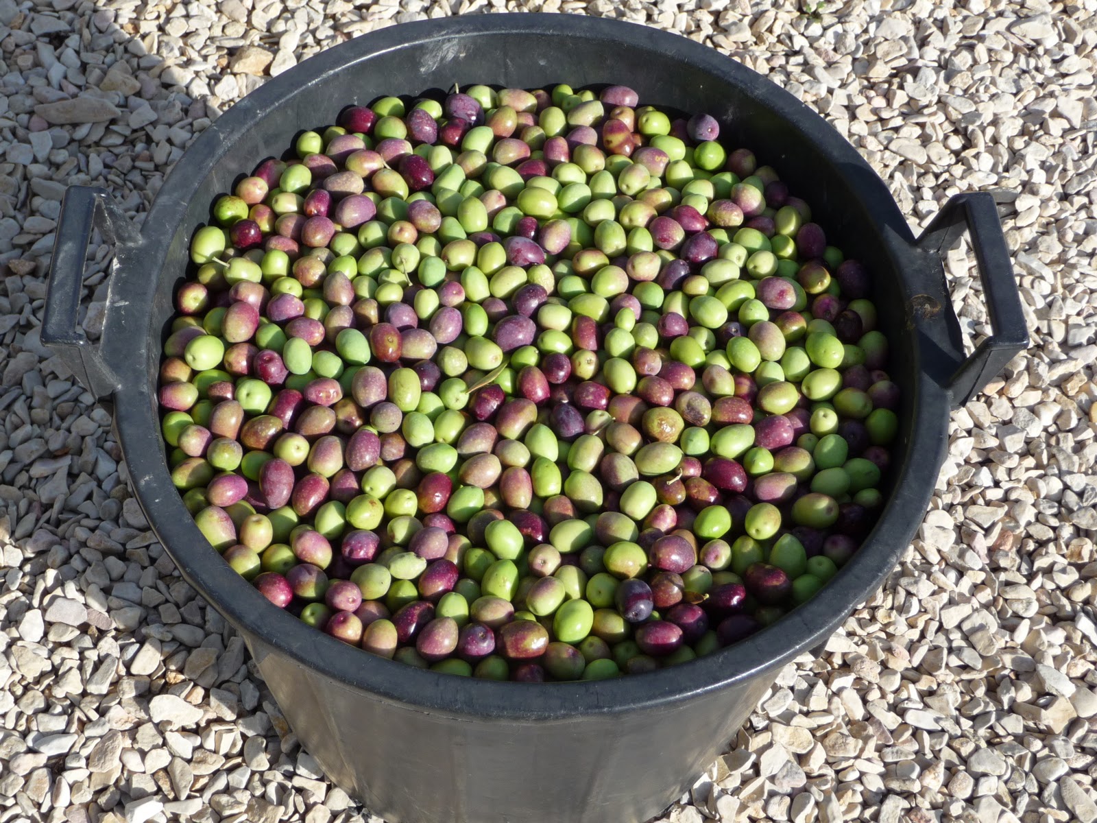 Provence Tayl's: Olive Picking