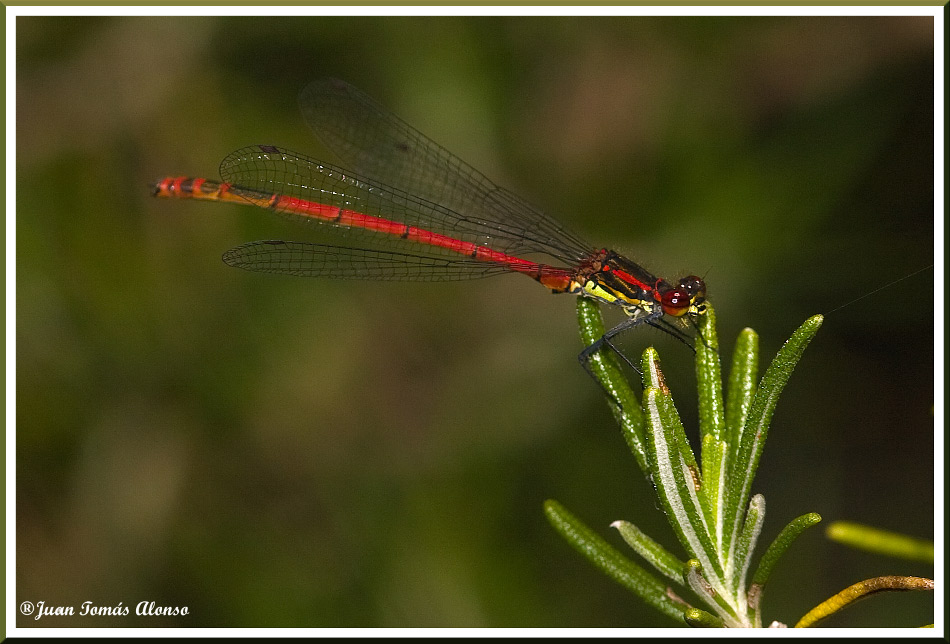 EL APRENDIZ DE FOTÓGRAFO: LIBELULAS Y CABALLITOS DEL DIABLO