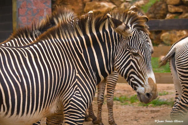 EL APRENDIZ DE FOTÓGRAFO: CEBRA DE GREVY