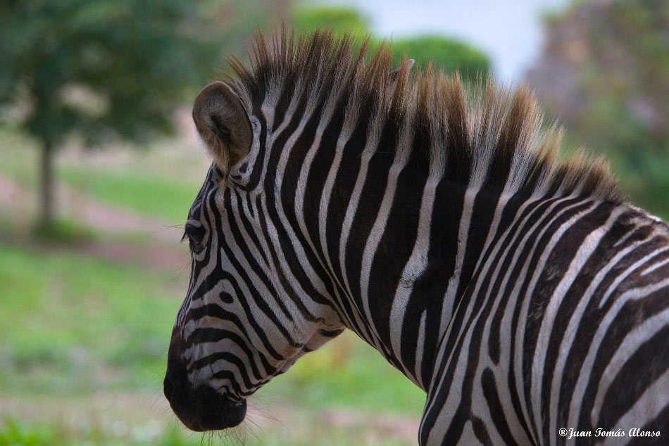EL APRENDIZ DE FOTÓGRAFO: CEBRA DE GREVY