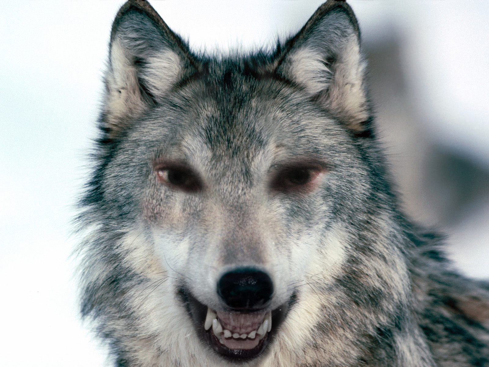 Ben H-Turner: Animal Face