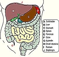 Gastrointestinal Gas | Digestive Disorders That Cause Gas | All About ...