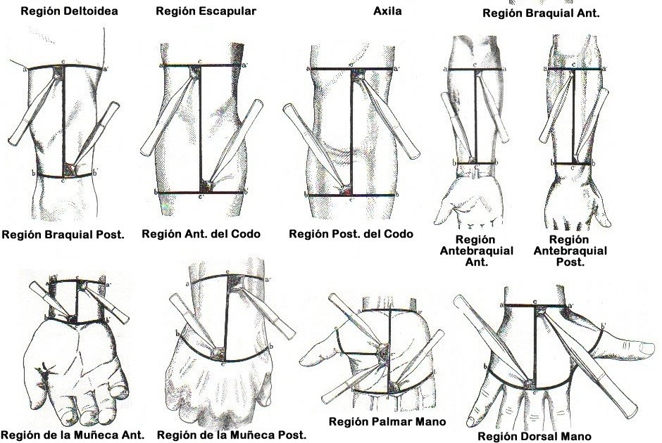 locomotor: Incisiones Cutáneas del Miembro Superior