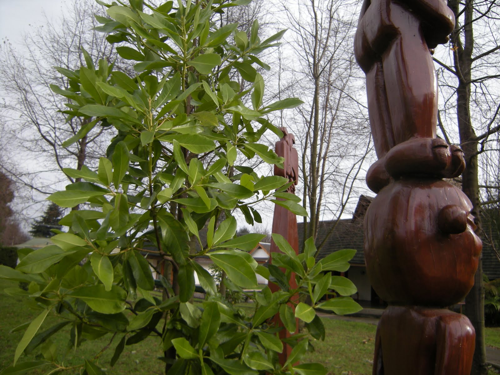 SIMBOLOGÍA RITUAL MAPUCHE: EL CANELO ÁRBOL SAGRADO MAPUCHE