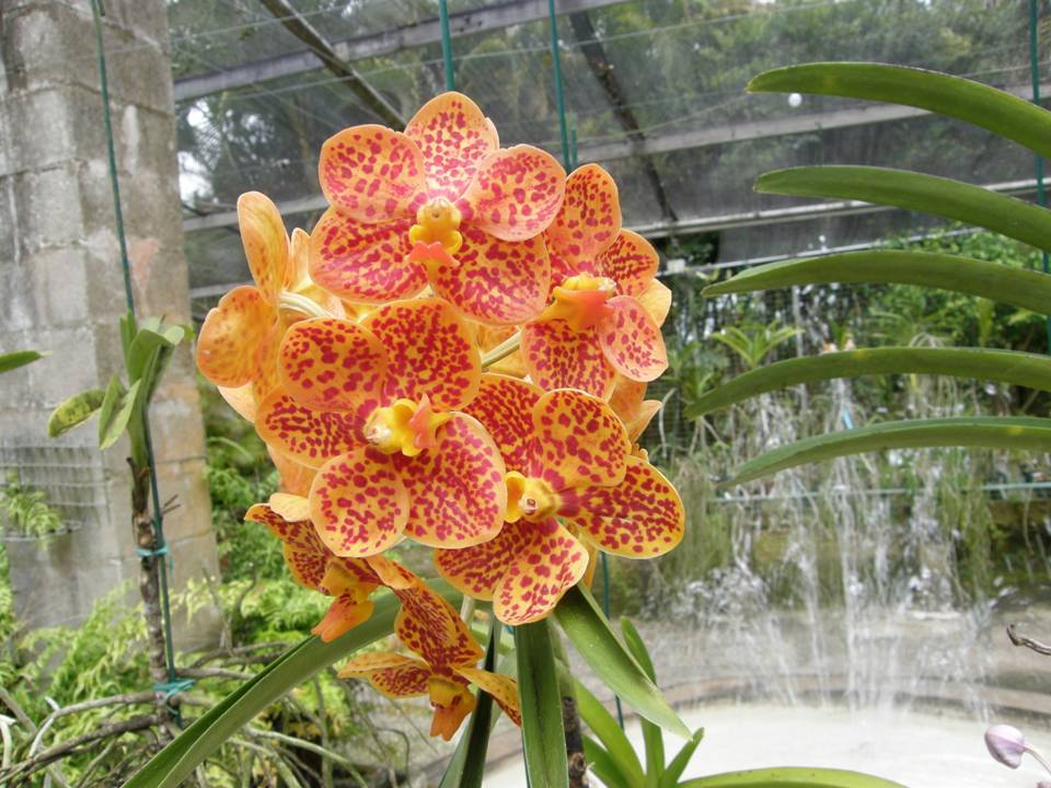 A Bajan Tour Girl Exploring Barbados: The Flora and Fauna of Barbados