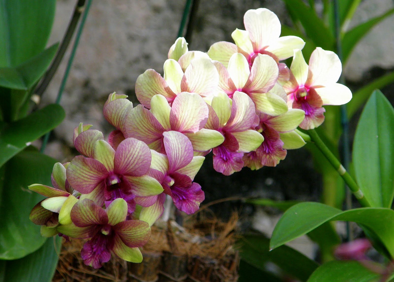 A Bajan Tour Girl Exploring Barbados: The Flora and Fauna of Barbados