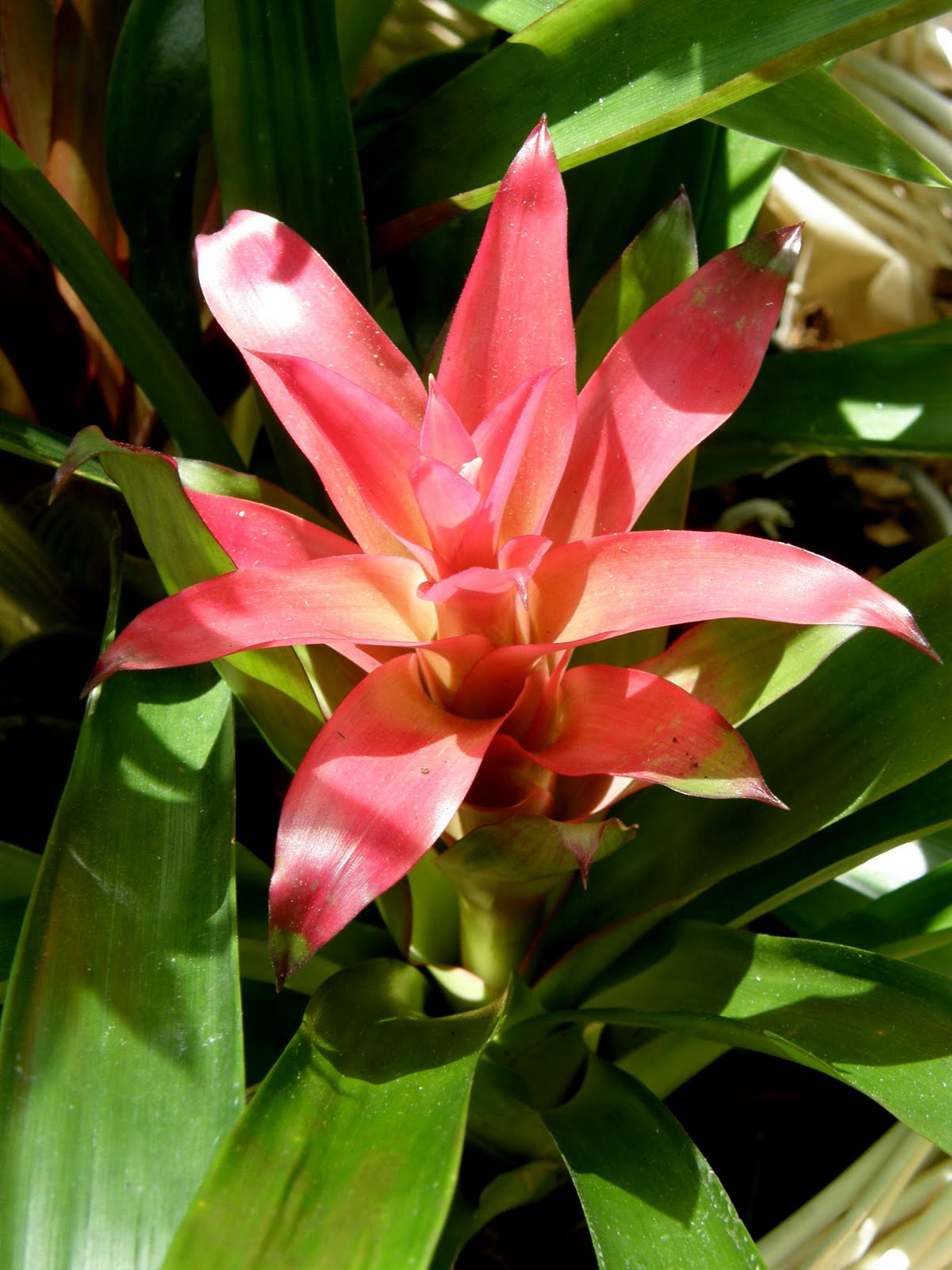 A Bajan Tour Girl Exploring Barbados: The Flora and Fauna of Barbados