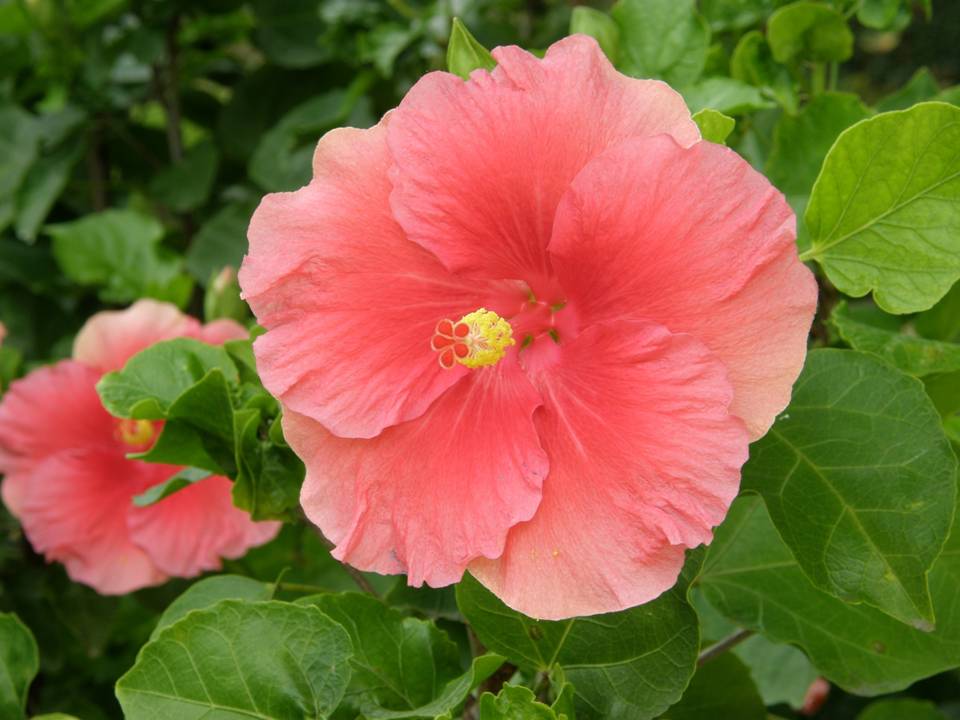 A Bajan Tour Girl Exploring Barbados: The Flora and Fauna of Barbados