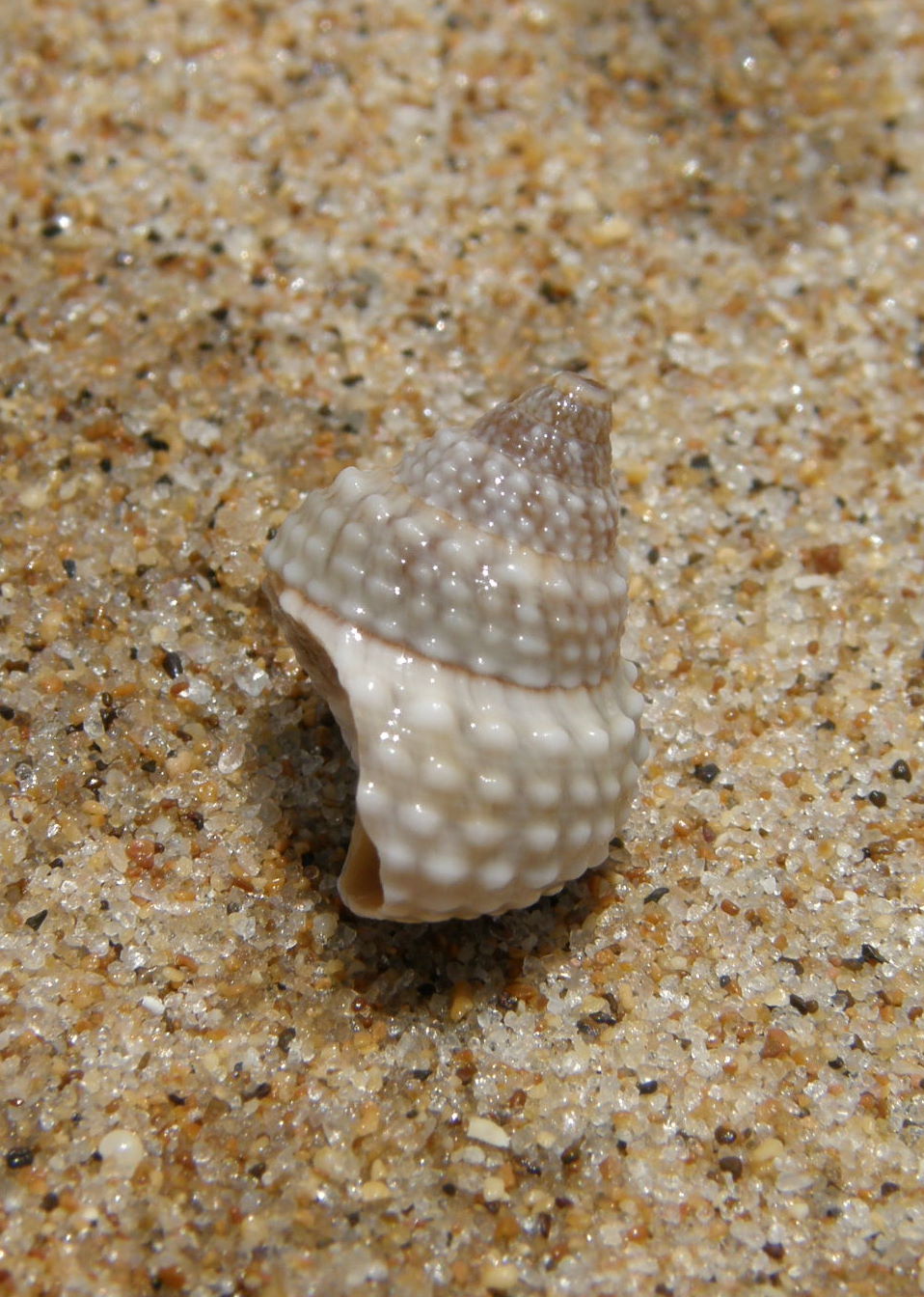 A Bajan Tour Girl Exploring Barbados: Bathshbea Barbados, Sea, Sun ...