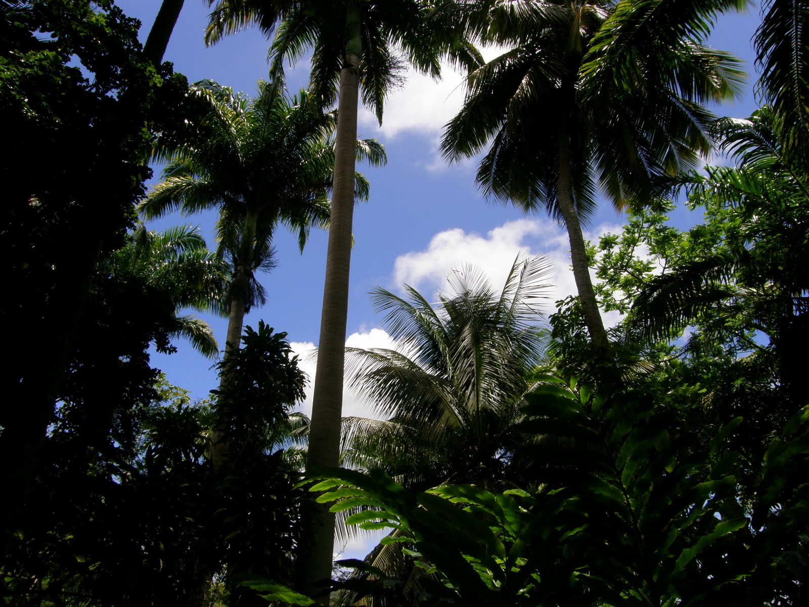 A Bajan Tour Girl Exploring Barbados: Flower Forest Barbados A Lush ...
