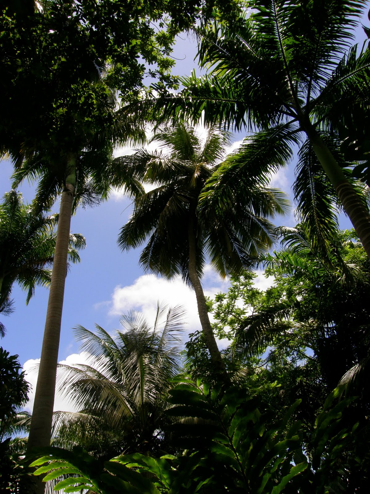 A Bajan Tour Girl Exploring Barbados: Flower Forest Barbados A Lush ...