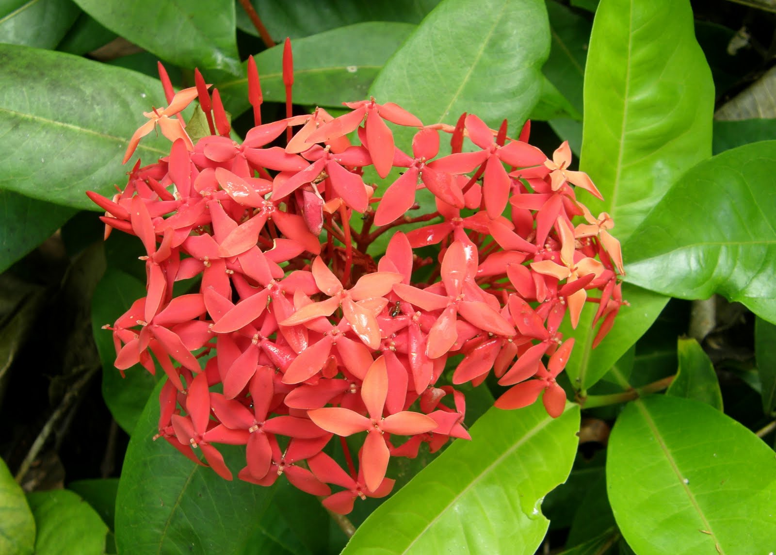 A Bajan Tour Girl Exploring Barbados: Flower Forest Barbados A Lush ...