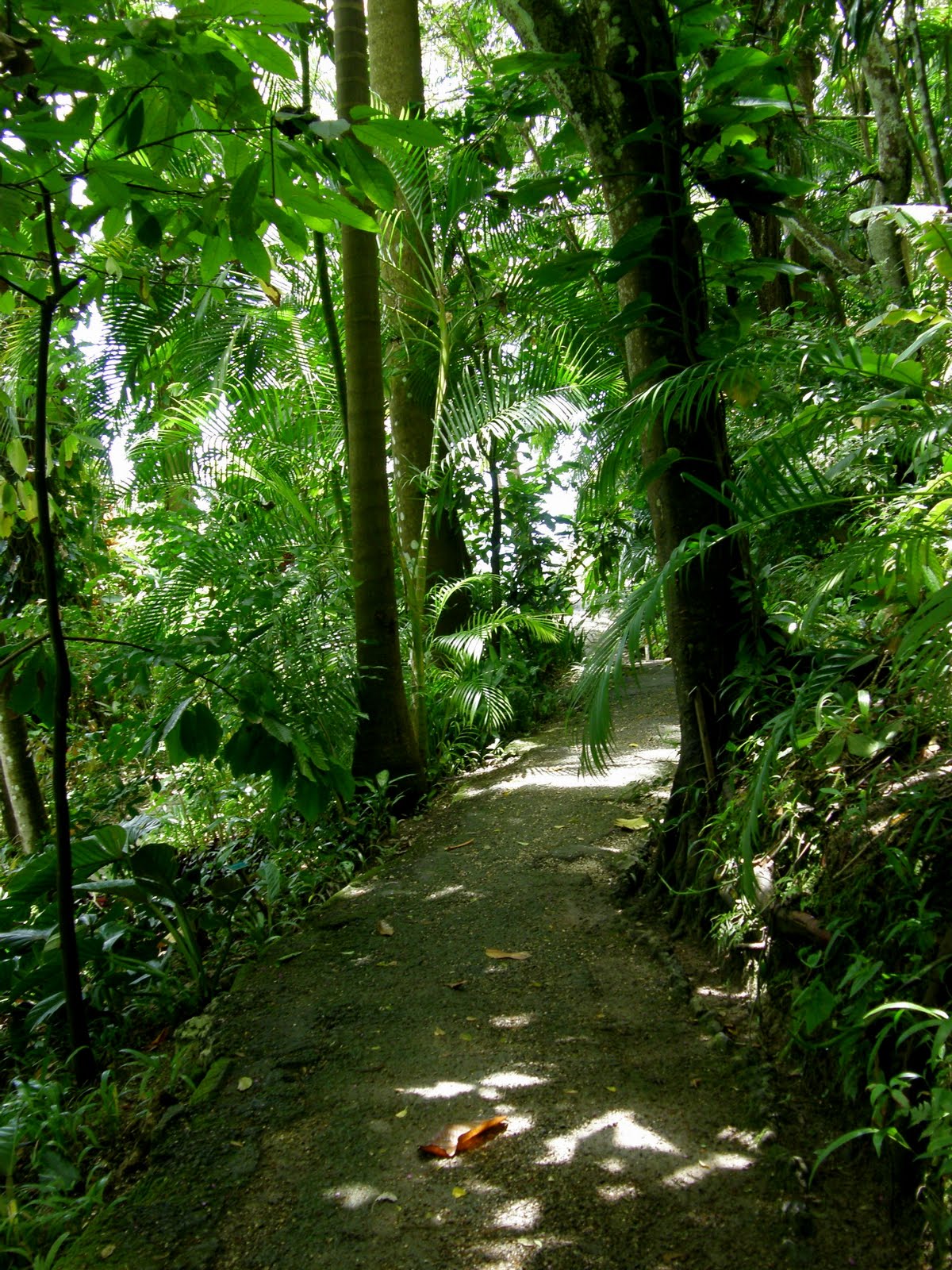 A Bajan Tour Girl Exploring Barbados: Flower Forest Barbados A Lush ...