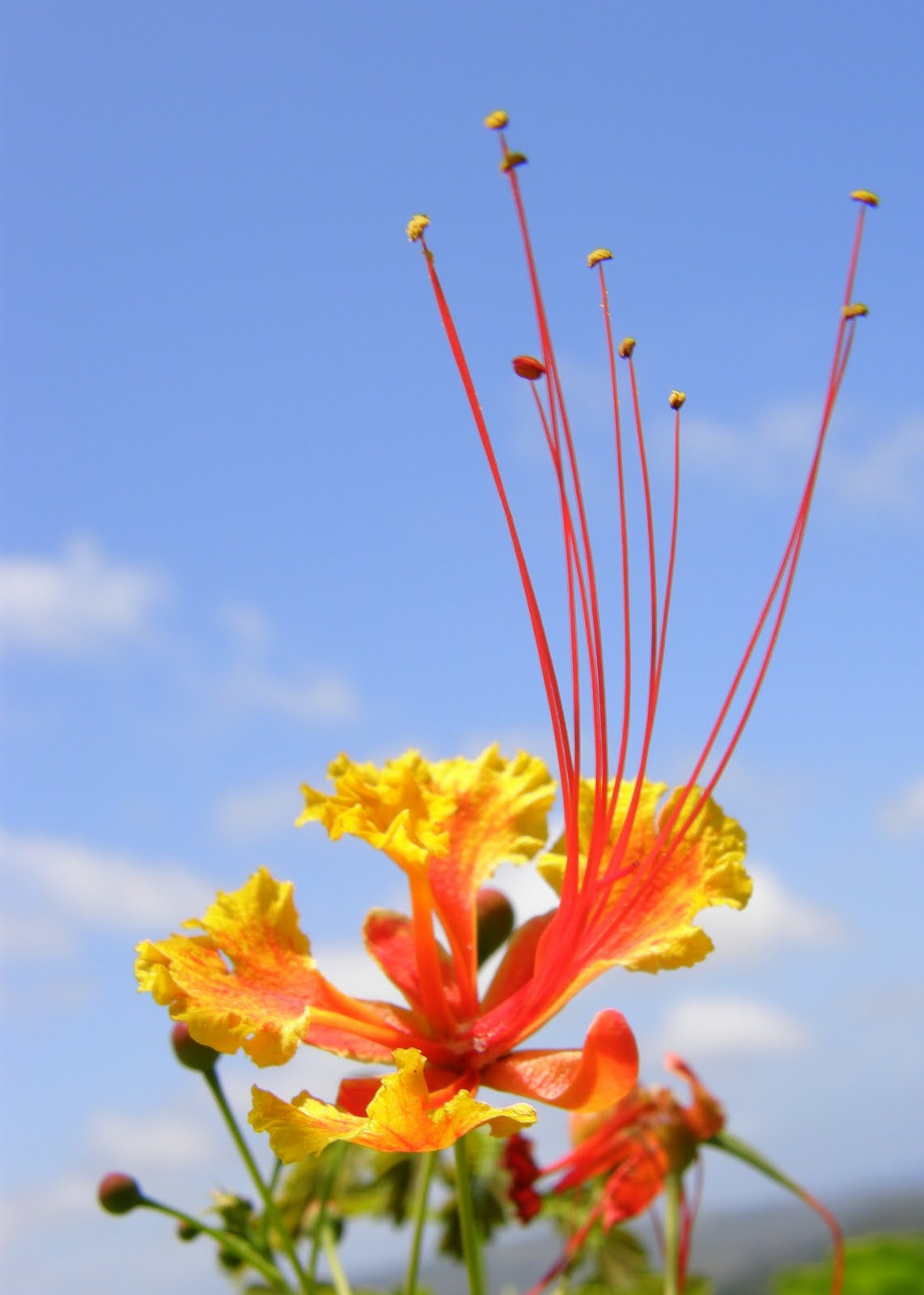A Bajan Tour Girl Exploring Barbados: Flower Forest Barbados A Lush ...