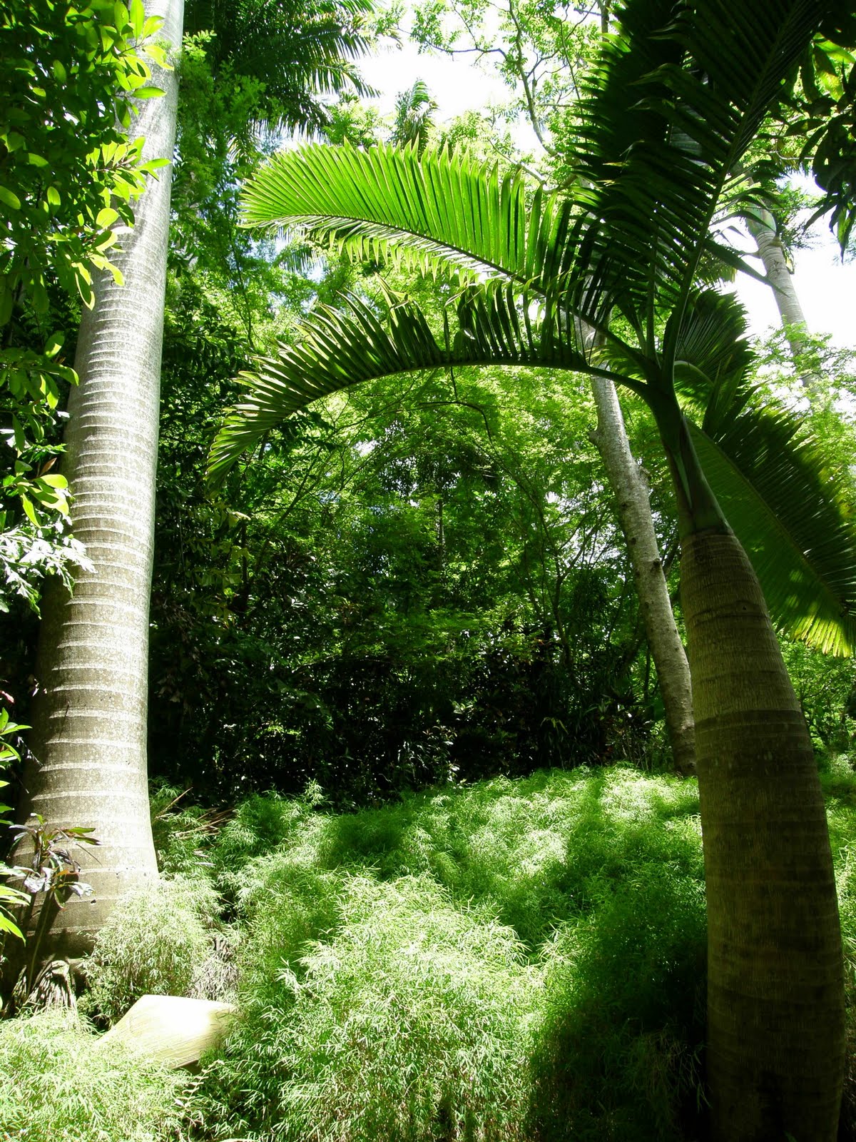 A Bajan Tour Girl Exploring Barbados: Flower Forest Barbados A Lush ...