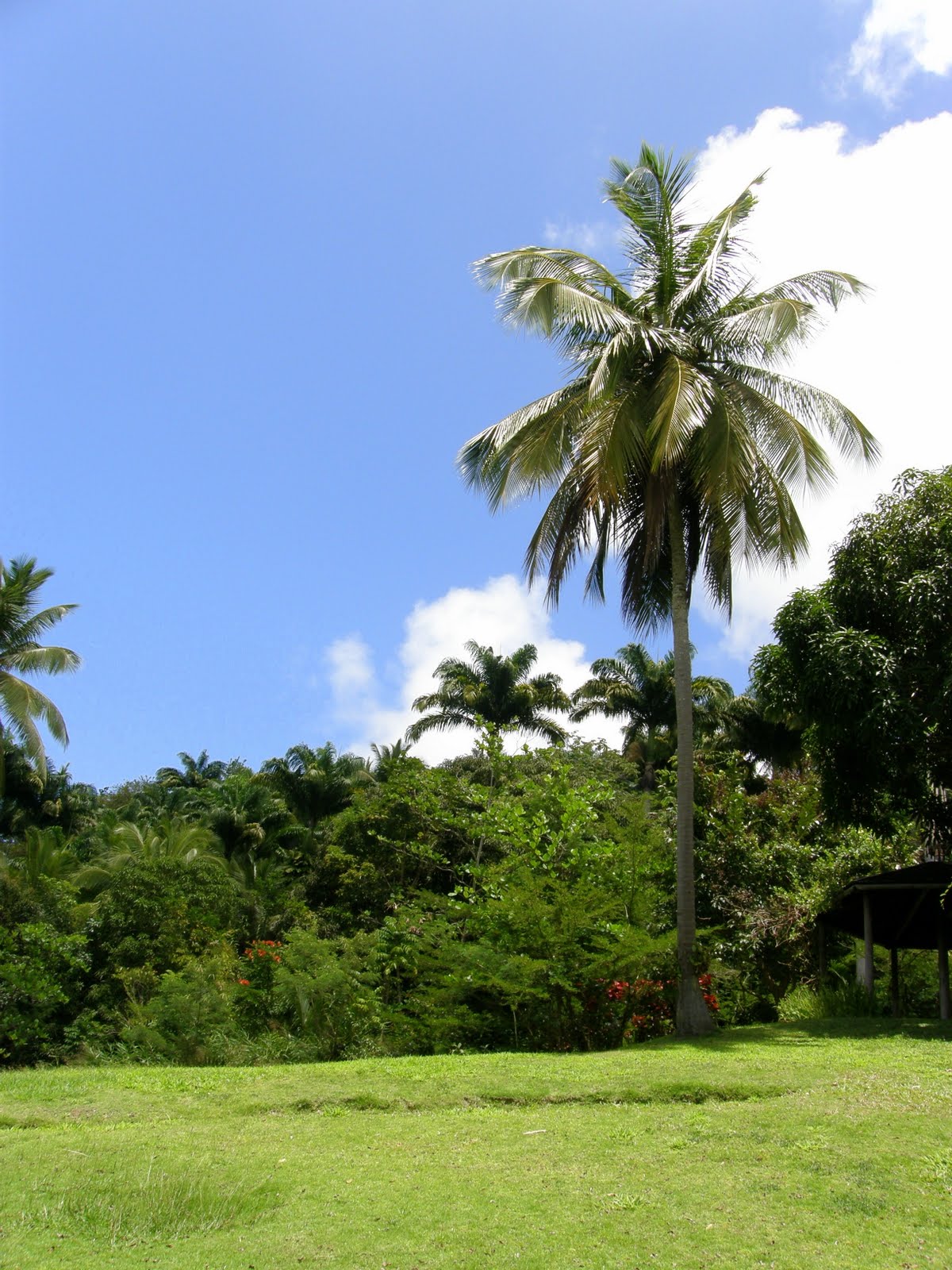 A Bajan Tour Girl Exploring Barbados: Flower Forest Barbados A Lush ...