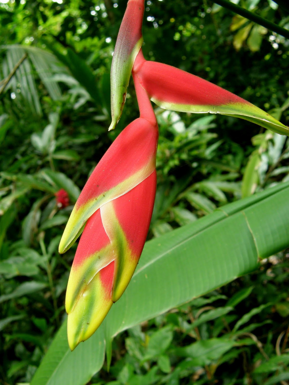 A Bajan Tour Girl Exploring Barbados: Flower Forest Barbados A Lush ...
