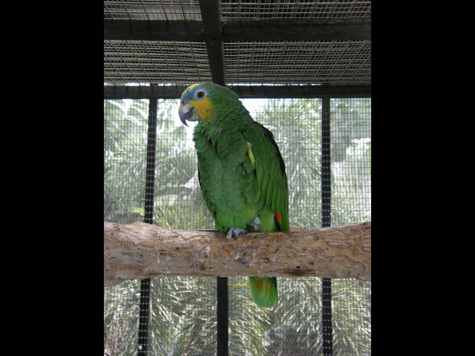 A Bajan Tour Girl Exploring Barbados: The Barbados Wildlife Reserve