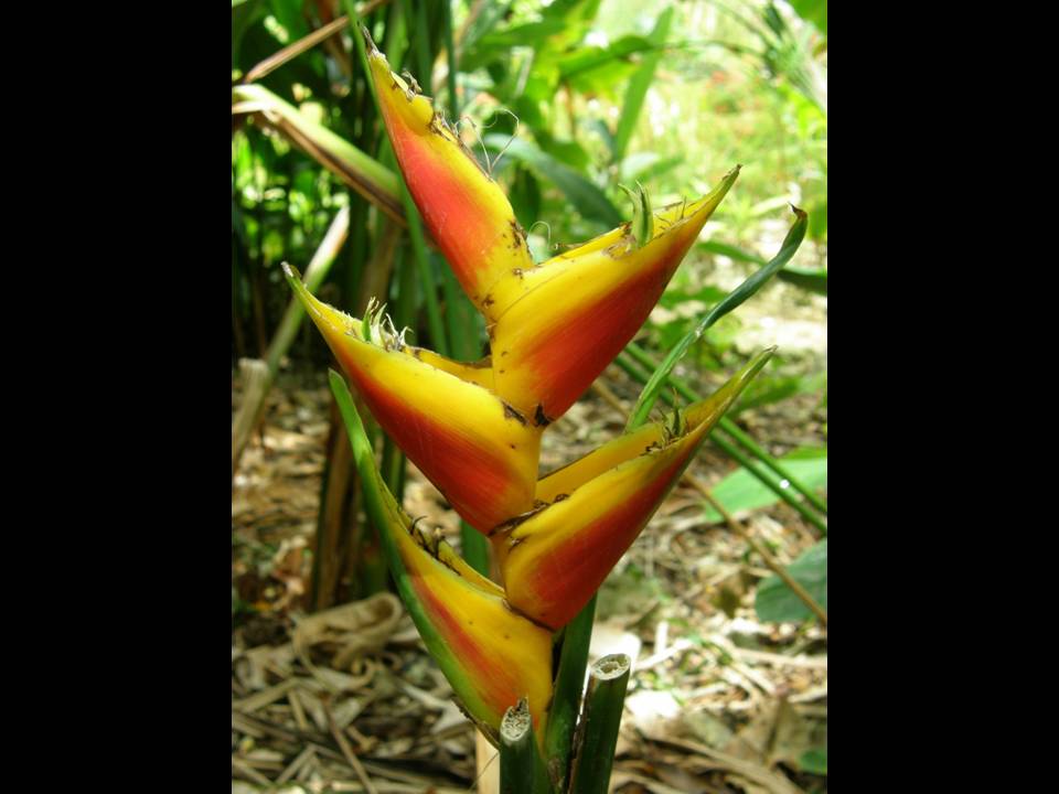 A Bajan Tour Girl Exploring Barbados: Andromeda Botanical Gardens In ...