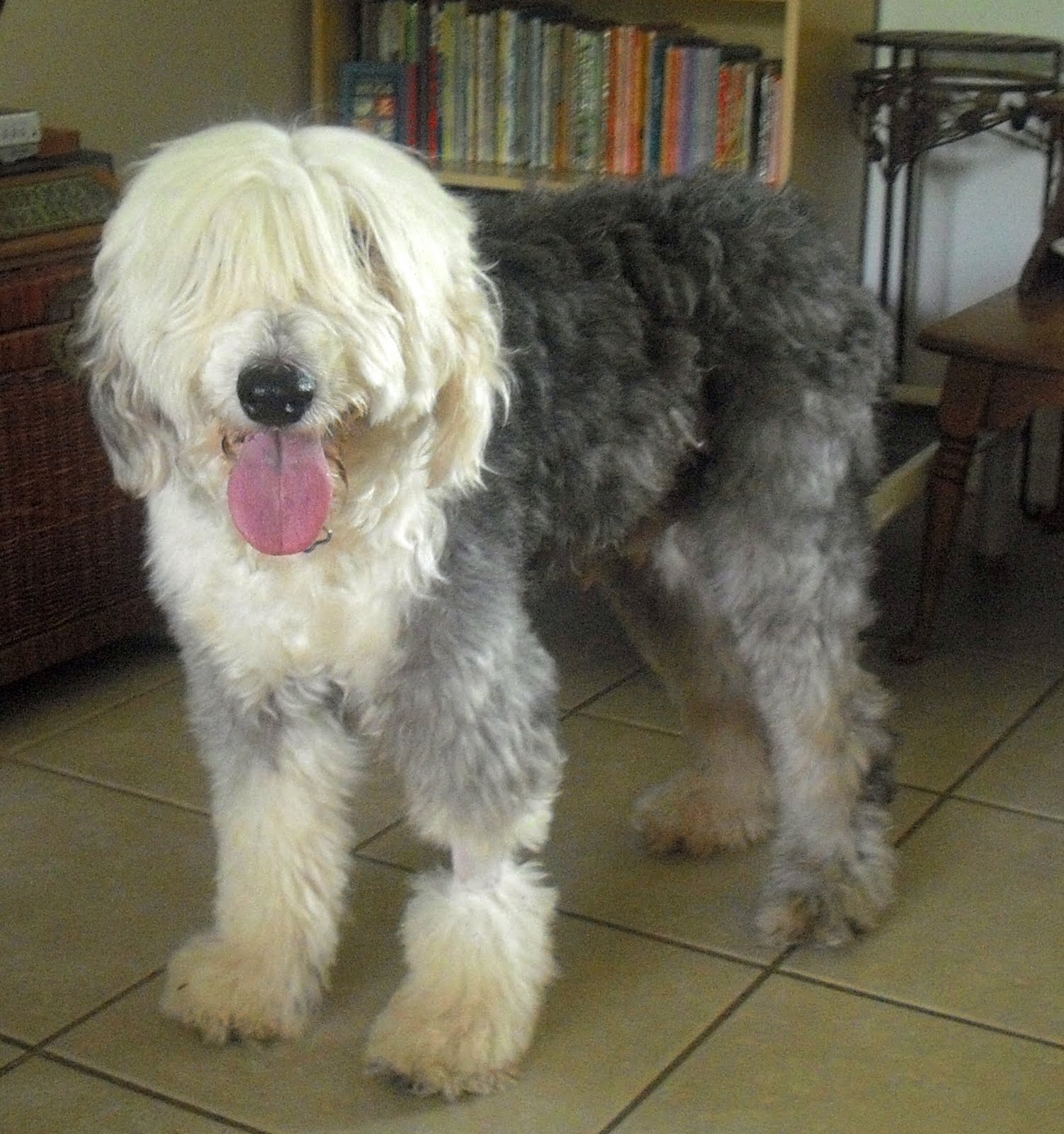Tippy the Old English Sheepdog | The Dog Liberator™