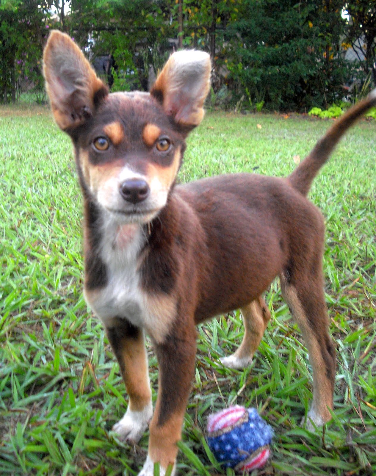 Cricket the Athletic Kelpie Puppy ~ Adopted | The Dog Liberator™