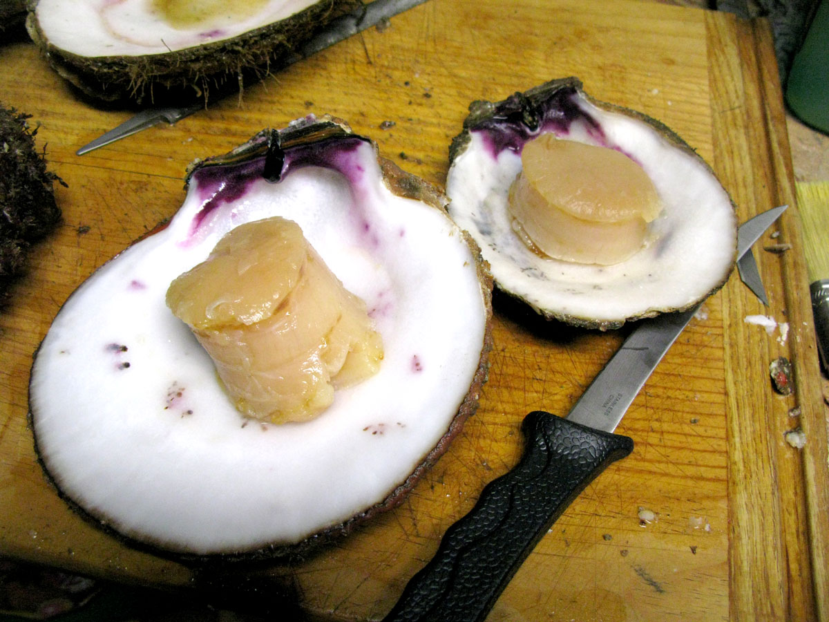 Ocean Sports Scuba & Freediving in Lompoc,CA. Full Service Dive Shop w ...