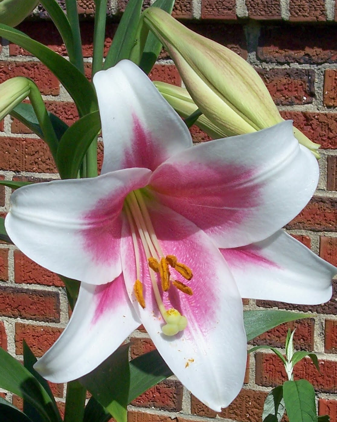 Christine's Cottage: Monster Lily