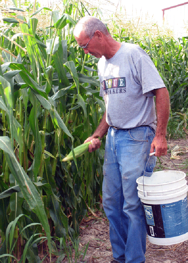 Gal in the Middle: INCREDIBLE Sweet Corn...Let the Freezing Begin
