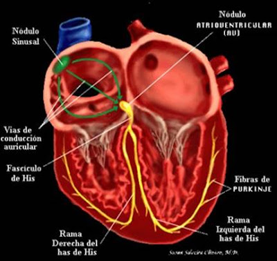 Hablemos de Todo: El haz de his en el corazón