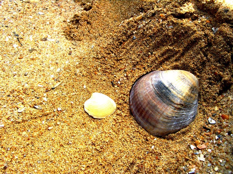 Algo que decir: LOS BUSCADORES DE CONCHAS