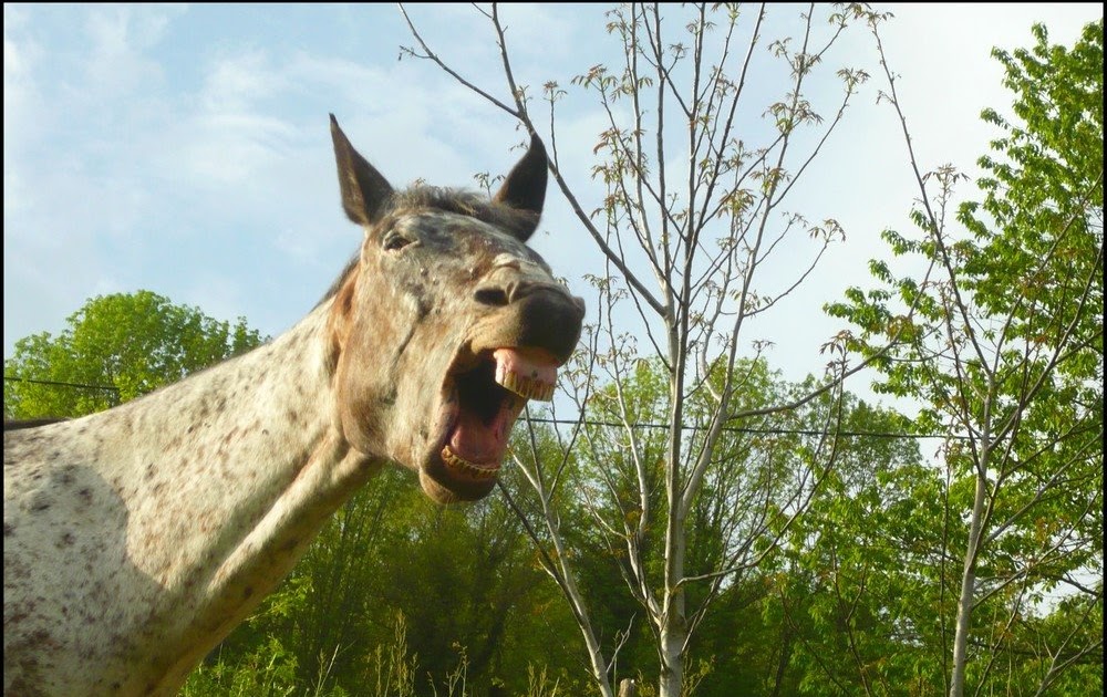 Cheval appaloosa: Moche