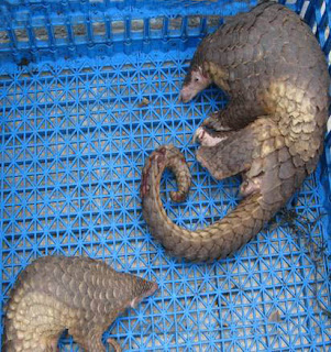 serbaserbi pengetahuan: si lucu ''trenggiling''