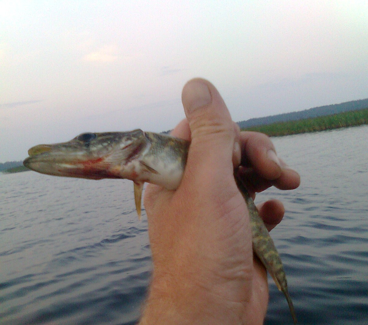 Tuiskahduksia: Savukala hyväkala kapakala makupala..