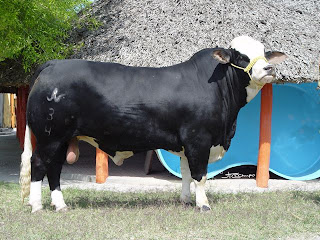 Raza Simbra: Raza Simbrah