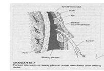 WATER SEAL DRAINAGE (WSD) ~ Tutorial Kuliah Online