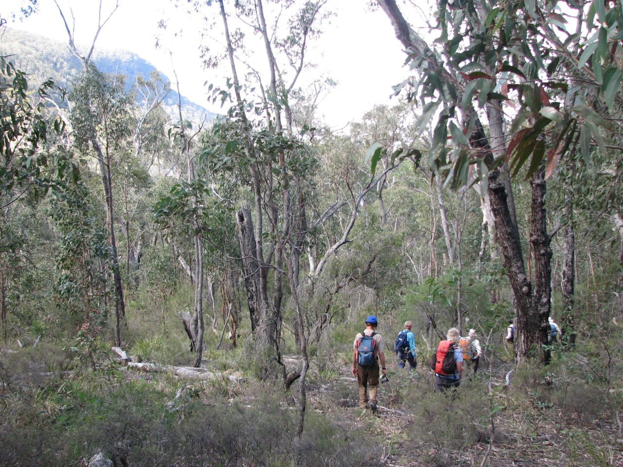 Bega Valley Bushwalkers 2010 blog
