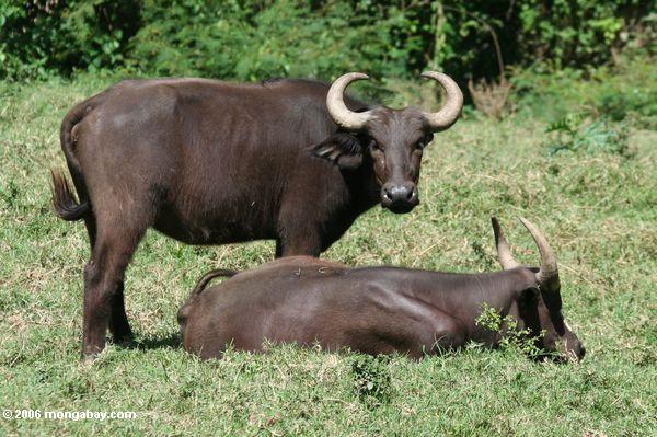 Principales Hallazgos En Bovinos, Bufalinos y Caprinos: Inicios ...